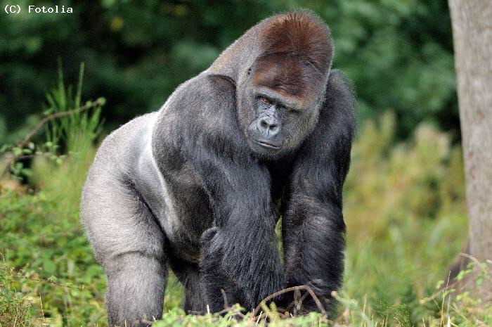 Tourisme: La République du Congo parmi les 10 destinations à visiter en ...