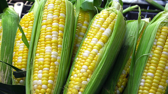 L'Afrique du Sud autorise les importations de maïs OGM américains ...