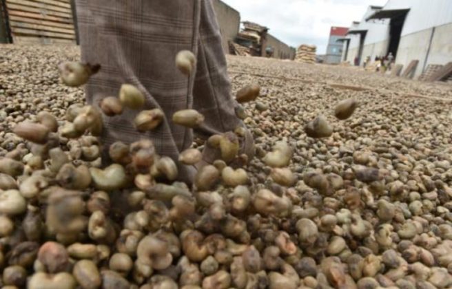 Côte d’Ivoire : le prix bord-champ de la campagne 2025 de la noix de ...