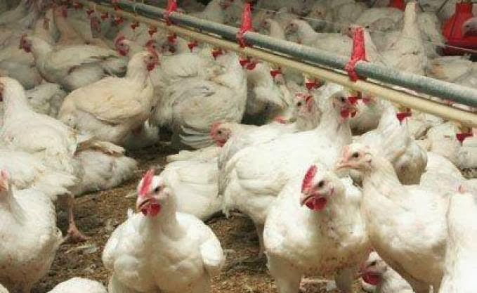 Injaro Investments et BIO s'associent pour investir dans l’aviculture ...