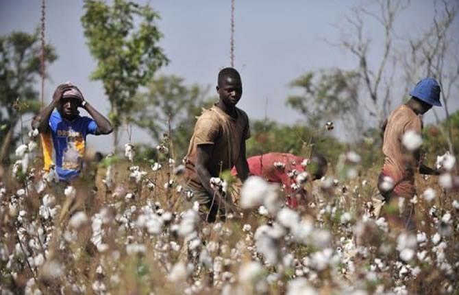Cameroun : 300 000 tonnes de production pour la SODECOTON | Financial Afrik