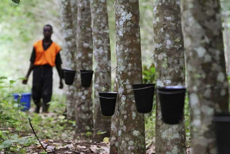 Caoutchouc : Hausse de 149% du bénéfice de la société SOGB en 2024 ...