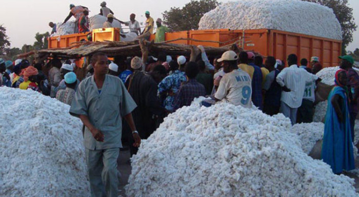 Cameroun : 10 milliards de FCFA pour la nouvelle usine d’égrenage de la ...
