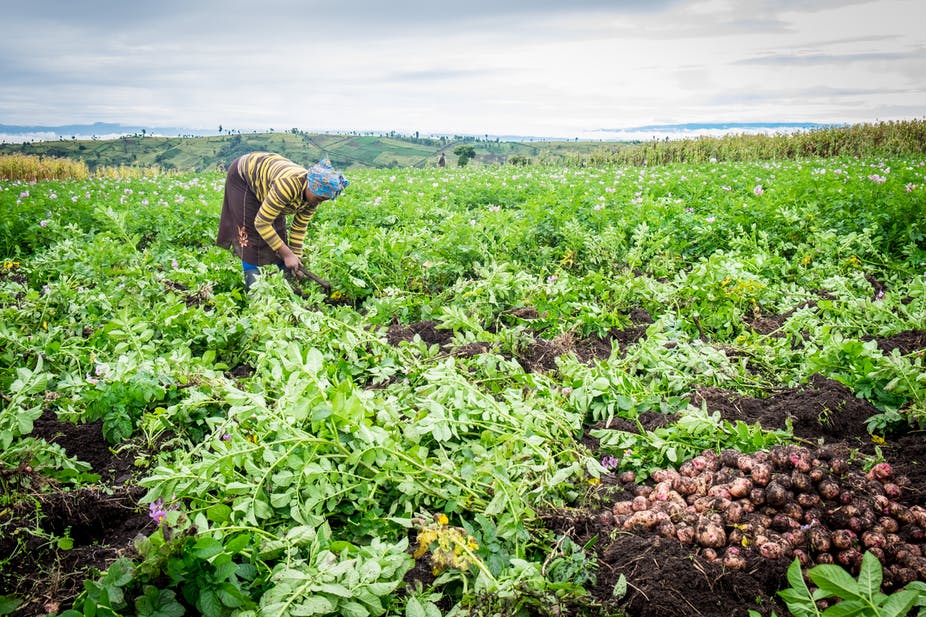 Kenya : la start-up Pula lève 6 millions USD pour ses projets ...