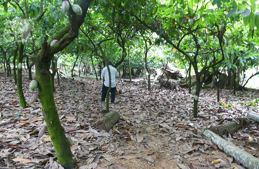 Ghana : le gouvernement prévoit l'acquisition de 200 000 hectares pour ...